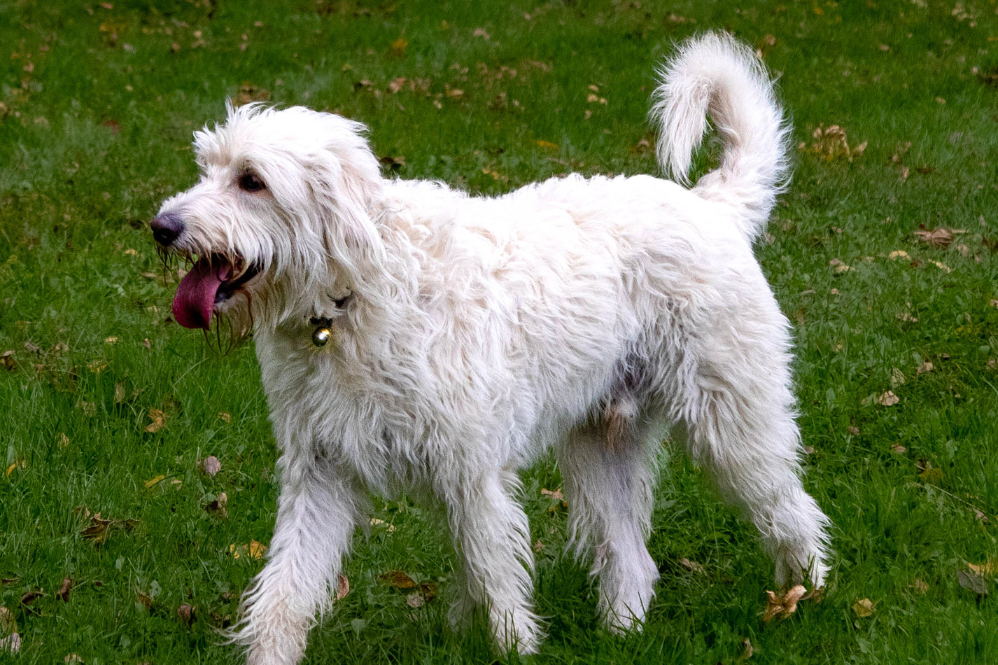 Durable Handmade Dog Bell – Stylish, Loud & Built to Last – Noble Bells