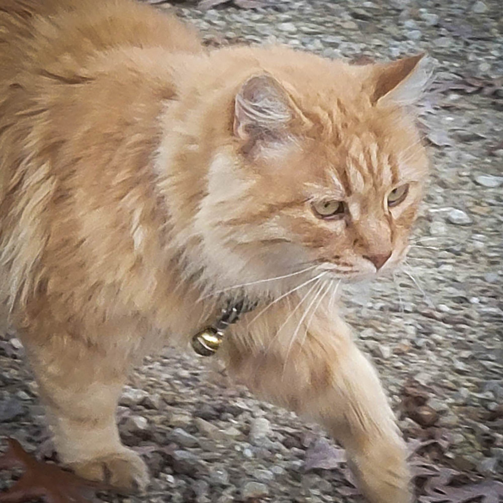 Handmade Cat Bell – Elegant, Loud & Lightweight for Safety – Noble Bells