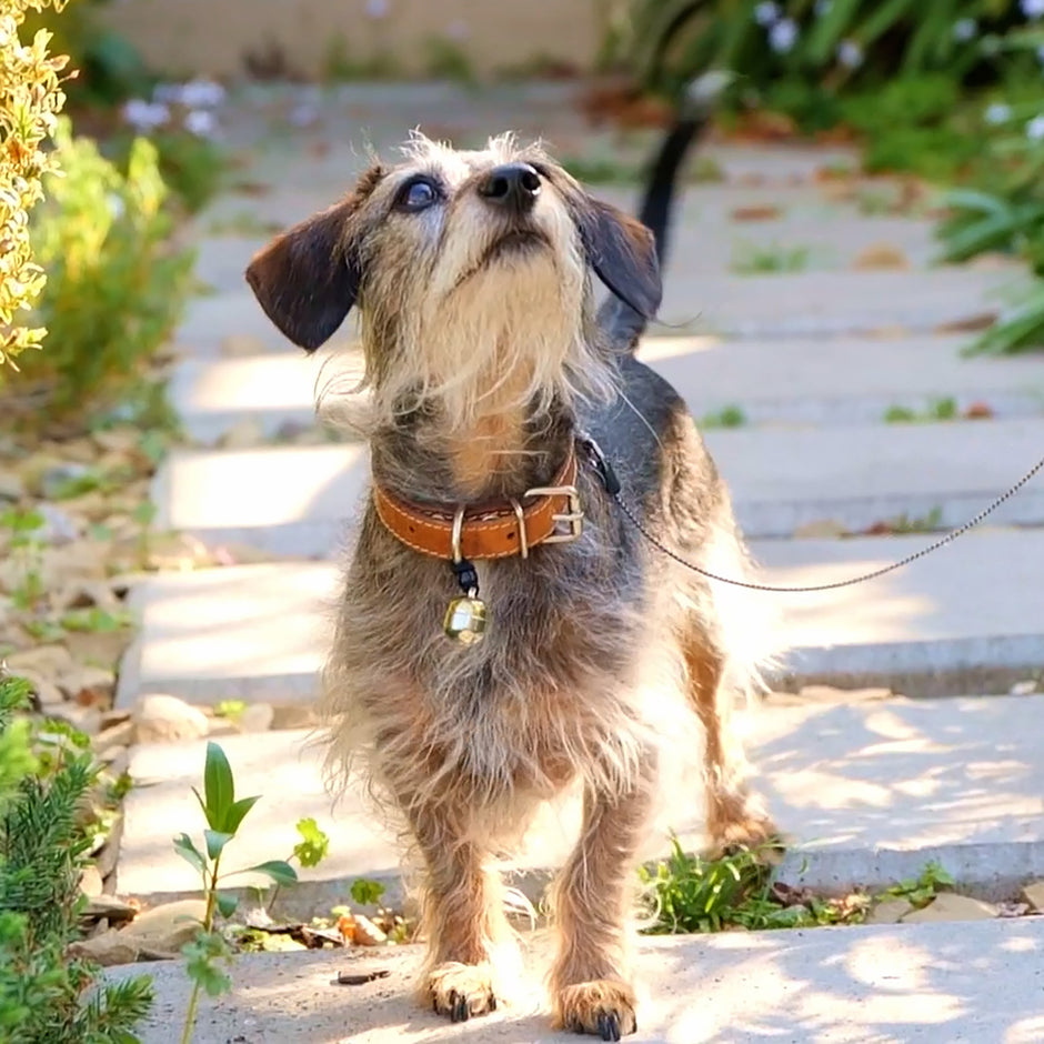 NobleBells Homepage – Noble Bells