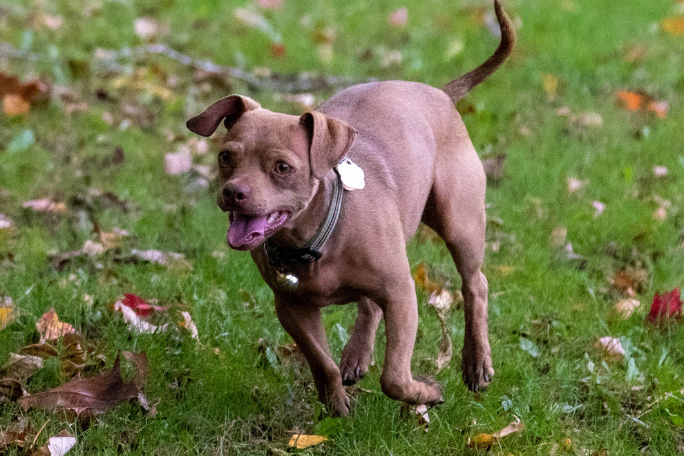 Durable Handmade Dog Bell – Stylish, Loud & Built to Last – Noble Bells